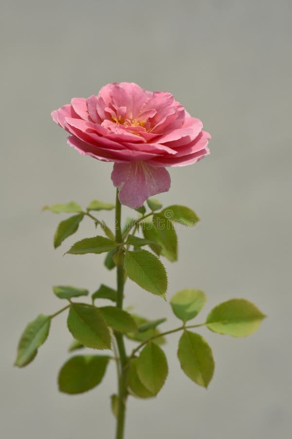 Macro Vertical De Uma Rosa Rosa-rosa Com Folhas Verdes Antes De Uma ...