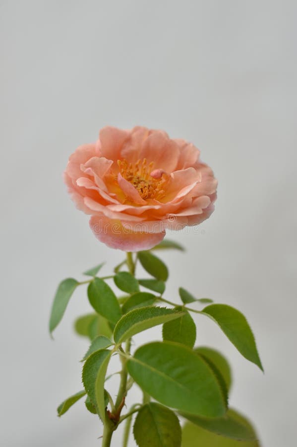 Macro Vertical De Uma Rosa Rosa-rosa Com Folhas Verdes Antes De Uma ...