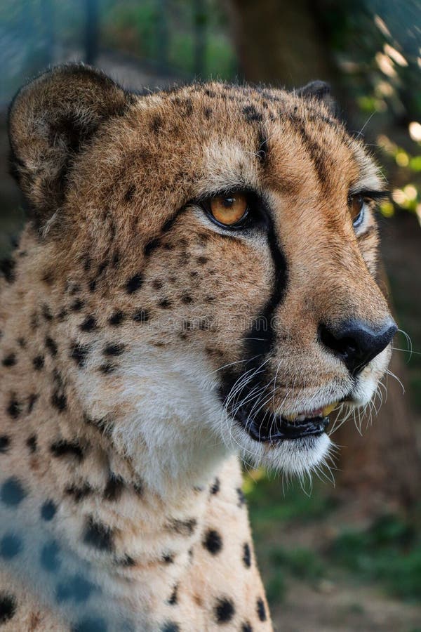 Macro Vertical De Un Chita En Un Zoo Foto de archivo - Imagen de ...