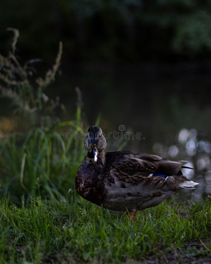Macro Vertical View of a Domestic Duck Perching on the Grass Stock ...