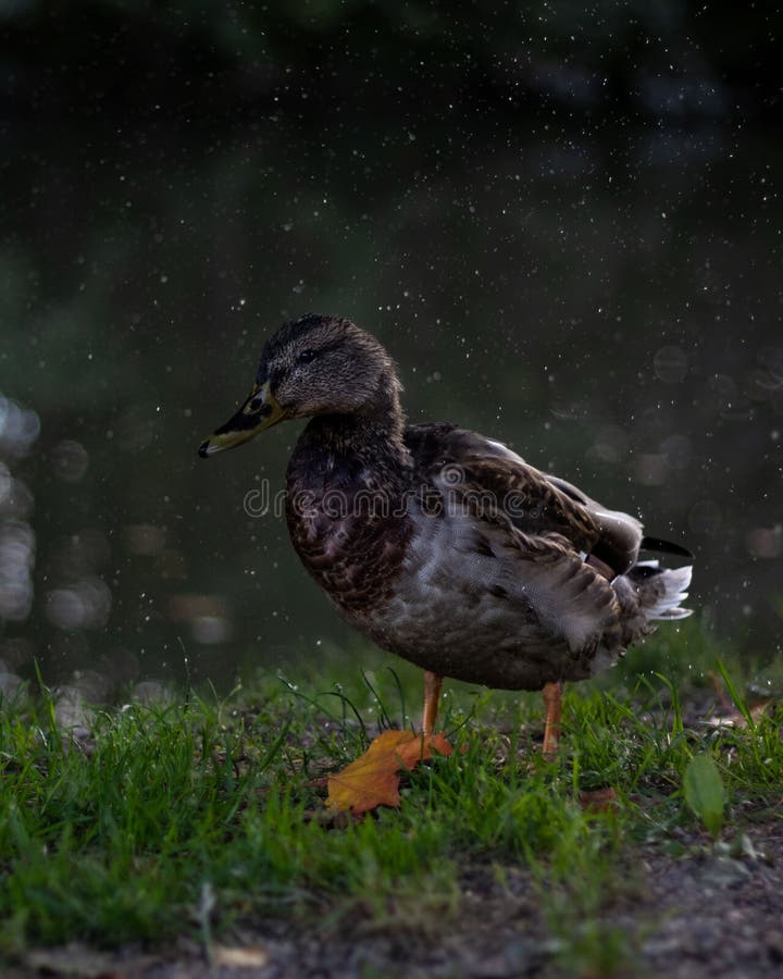 Macro Vertical View of a Domestic Duck Perching on the Grass Stock ...