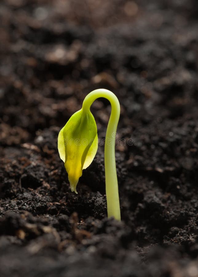 First leaves stock photo. Image of ground, garden, seedling - 110194244