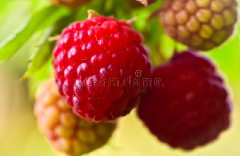 A Macro of a Very Tasty and Red Fresh Raspberry Stock Image - Image of ...