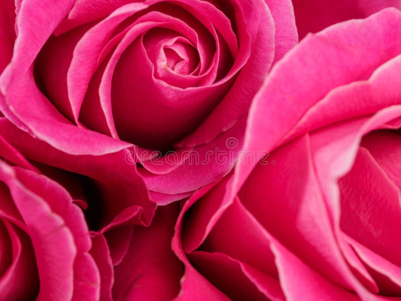 Macro Vestimenta Rosa Cor-de-rosa Foto de Stock - Imagem de ...