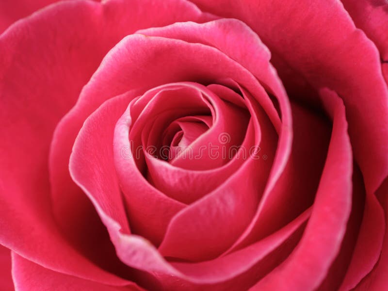 Macro Vestimenta Rosa Cor-de-rosa Foto de Stock - Imagem de presente ...