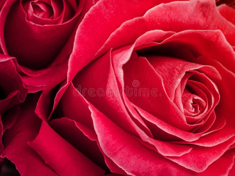 Macro Vestimenta Rosa Cor-de-rosa Imagem de Stock - Imagem de flor ...