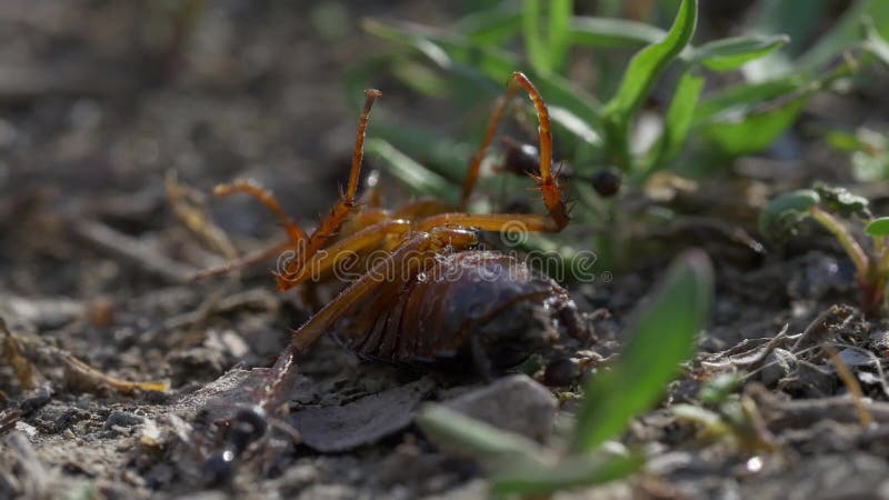 Cockroach vs Ants stock video. Video of ants, macro - 145485147