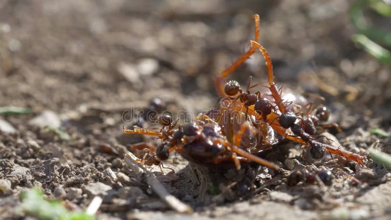 Cockroach vs Ants stock footage. Video of cockroach - 145485172