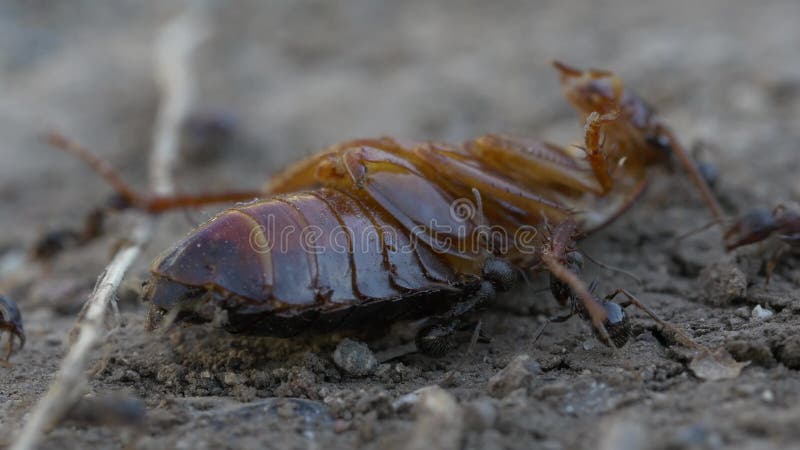 Cockroach vs Ants stock footage. Video of nature, macro - 145485770