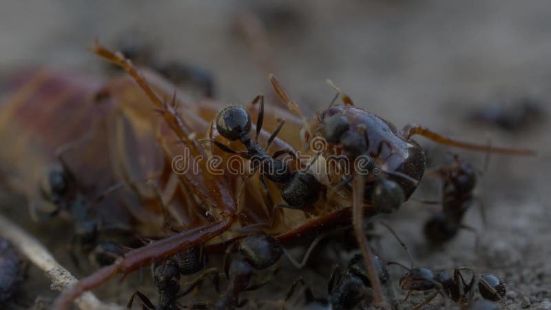 Cockroach vs Ants stock video. Video of battle, cockroach - 145587585