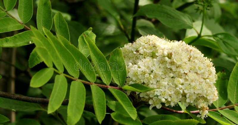 Macro Video of Flowering Rowan Stock Video - Video of tree, flowering ...
