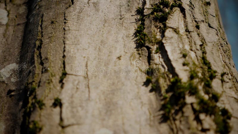 Macro Video Shooting of the Bark of a Tree Trunk. Forest, Tree, Nature ...