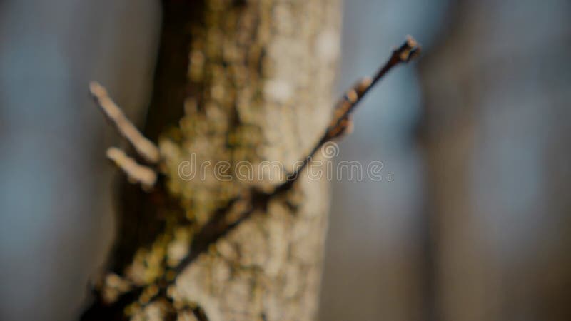 Macro Video Shooting of the Bark of a Tree Trunk. Forest, Tree, Nature ...