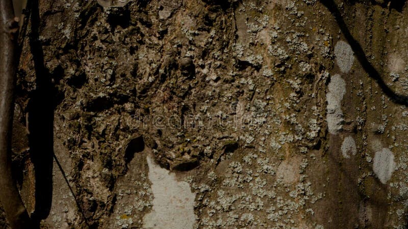 Macro Video Shooting of the Bark of a Tree Trunk. Forest, Tree, Nature ...