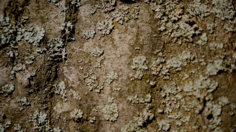 Macro Video Shooting of the Bark of a Tree Trunk. Forest, Tree, Nature ...