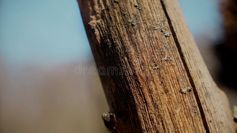 Macro Video Shooting of the Bark of a Tree Trunk. Forest, Tree, Nature ...