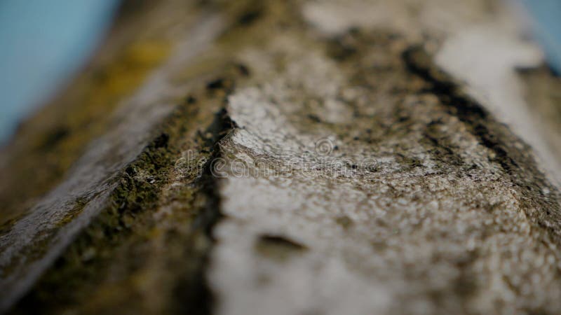 Macro Video Shooting of the Bark of a Tree Trunk. Forest, Tree, Nature ...