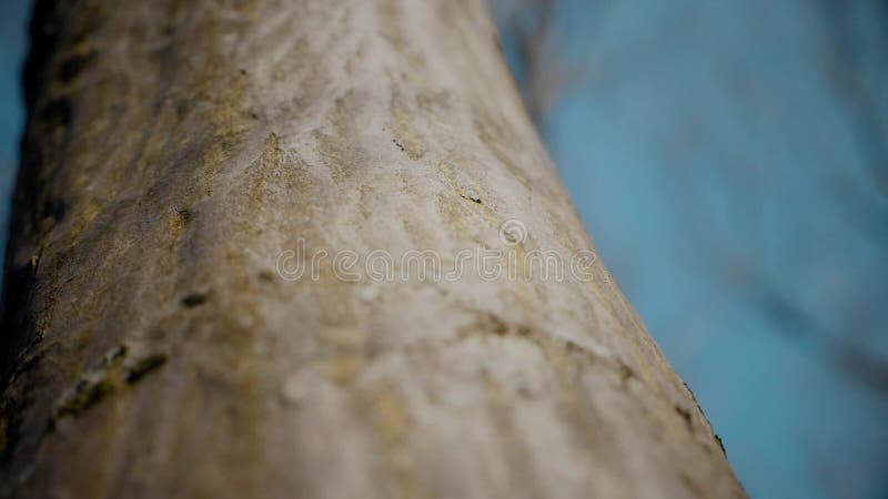 Macro Video Shooting of the Bark of a Tree Trunk. Forest, Tree, Nature ...