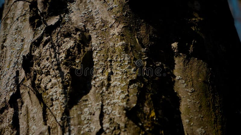 Macro Video Shooting of the Bark of a Tree Trunk. Forest, Tree, Nature ...