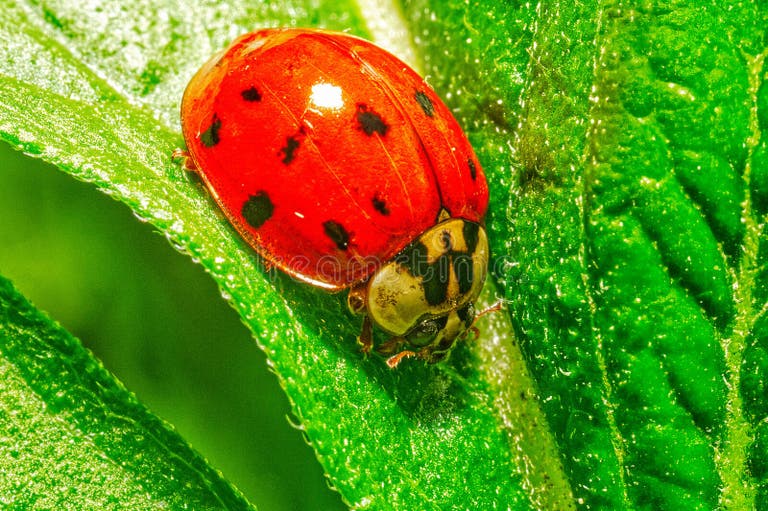 Macro View from Above of a Red Lady Bug on a Green Leaf Stock Image ...