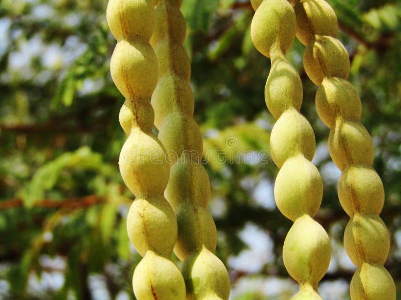 Macro View of Acacia Fruits Stock Image - Image of background, orange ...