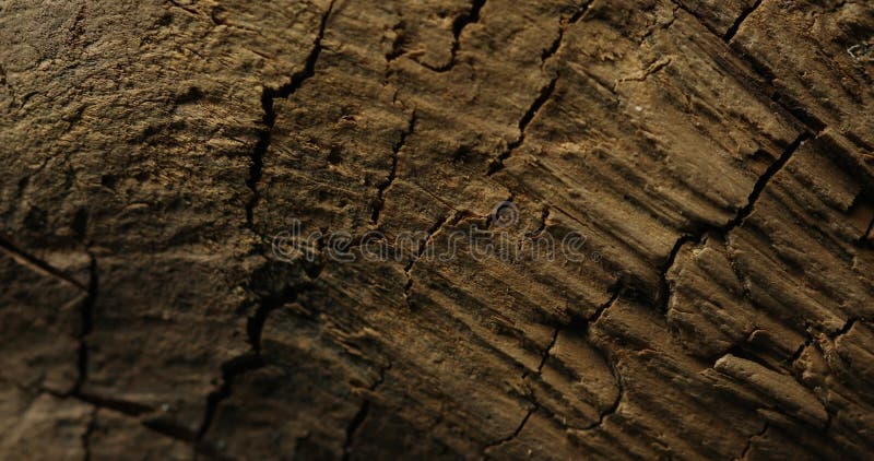Close-up of Cracked Wood Surface with Natural Grain and Rough Texture ...