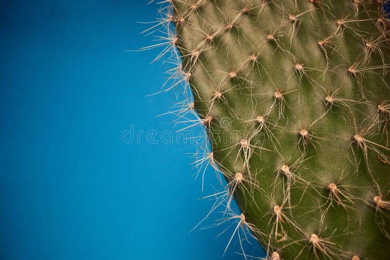 Macro View at Beautiful Cactus Leaf in Front of Blue Background ...