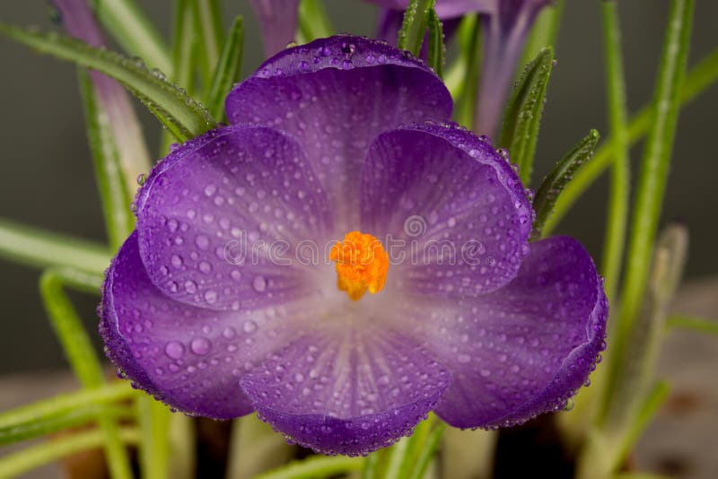 Macro View of a Beautiful Crocus Flower Stock Photo - Image of ...