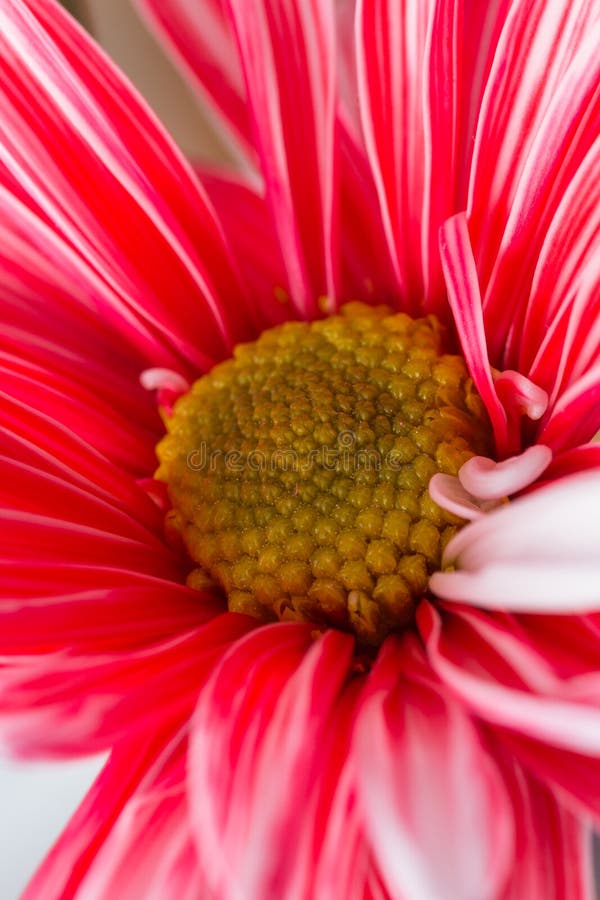 Macro View of a Beautiful Daisy Stock Image - Image of closeup ...