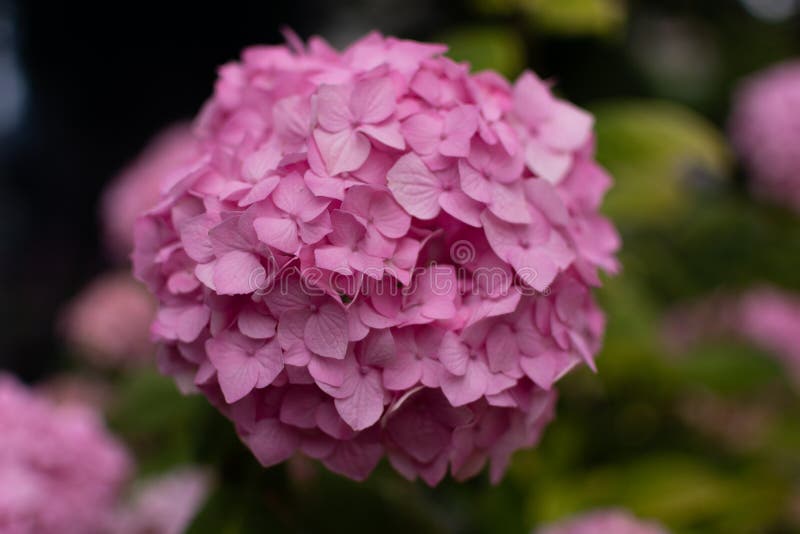 Macro View of Beautiful Pink Hydrangea Flower in Brunches, Popular in ...