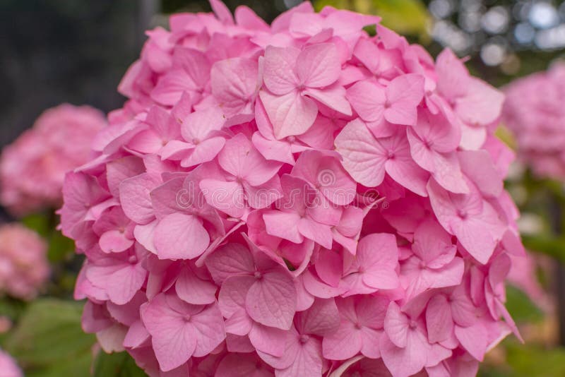 Macro View of Beautiful Pink Hydrangea Flower in Brunches, Popular in ...