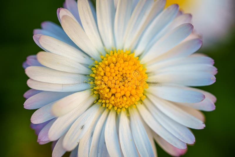 Macro View of Bellis Perennis Stock Image - Image of background ...