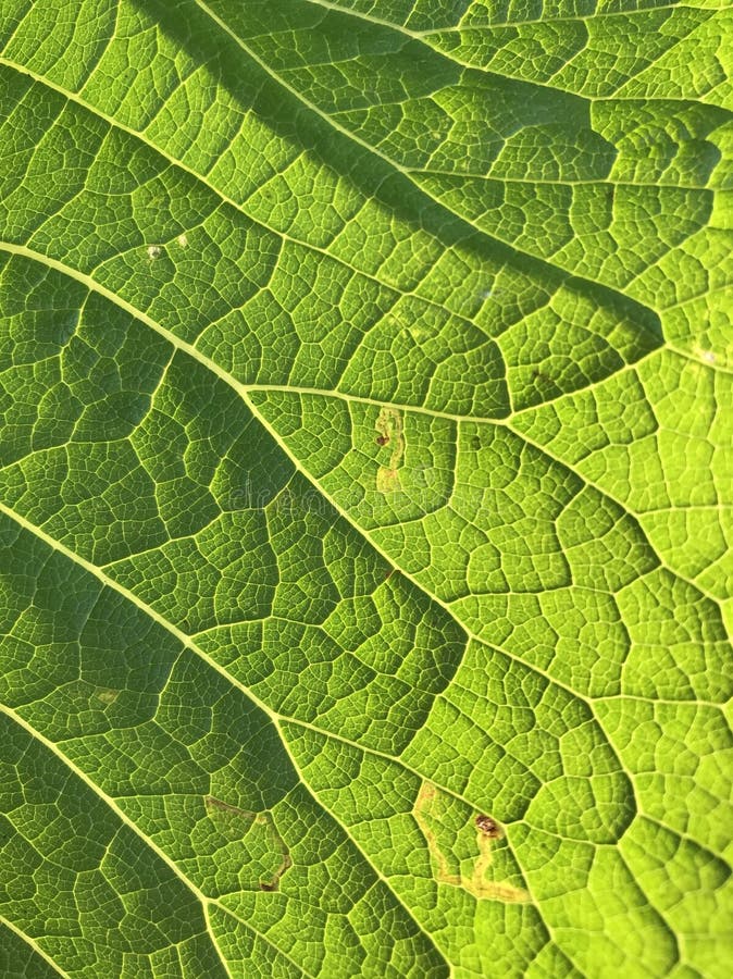 Macro View of Big Green Leaf Stock Photo - Image of green, textures ...