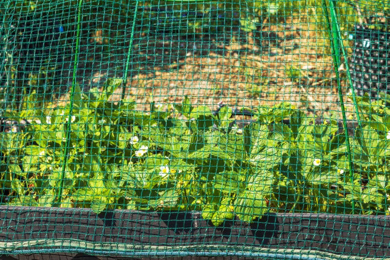 642 Netting Soil Stock Photos - Free & Royalty-Free Stock Photos from ...