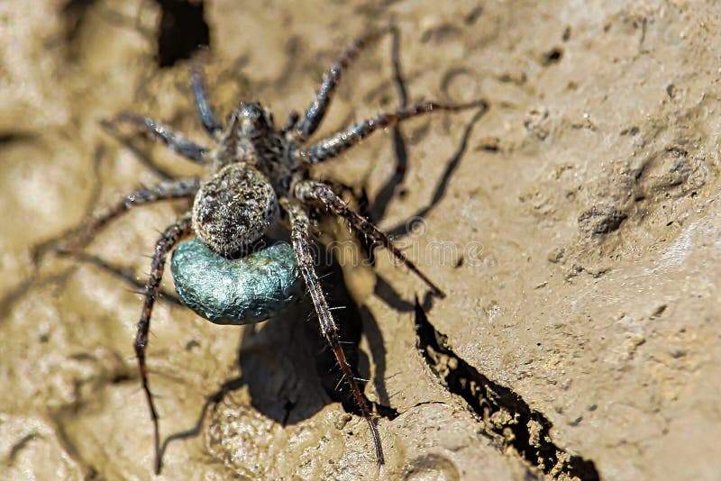 Macro View of a Blue Egg Sac of a Wolf Spider Stock Image - Image of ...