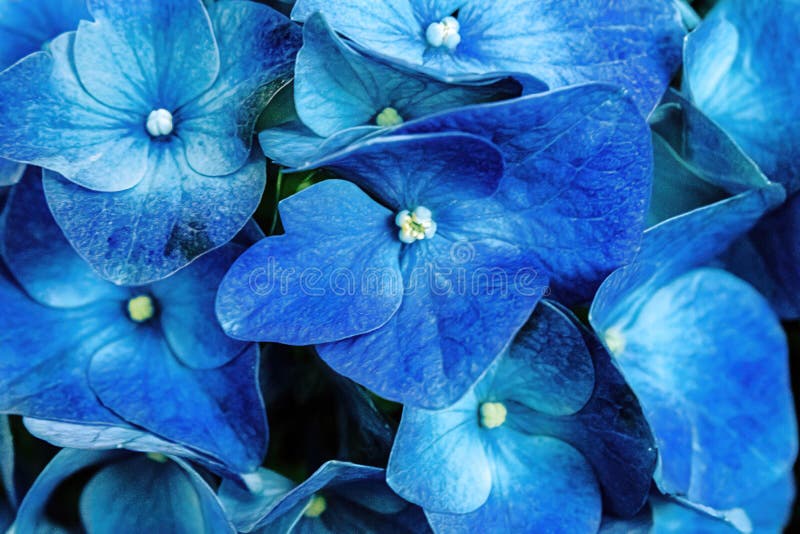 Bright Blue Hydrangea Up Close Stock Photo - Image of outdoors, natural ...