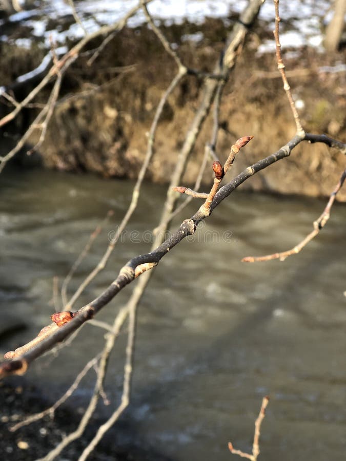 First Budding Tree of the Spring Stock Photo - Image of branch ...