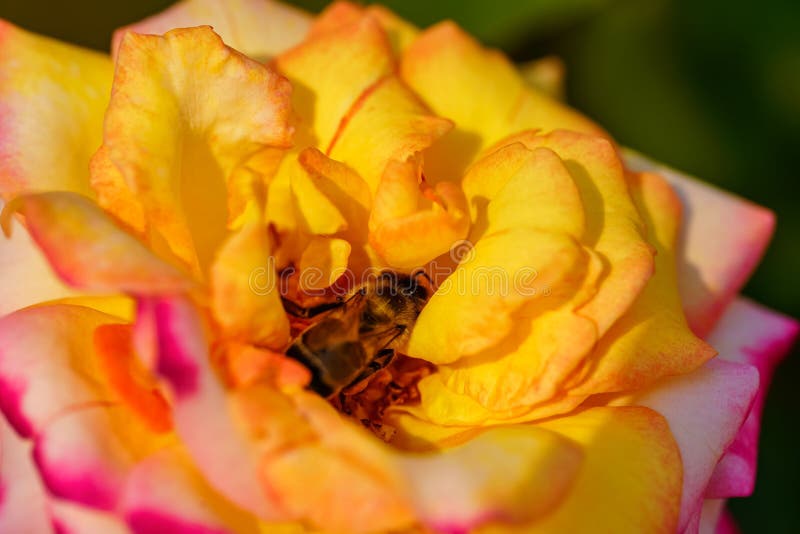 Macro View of a Bumblebee Collecting Pollen from a Beautiful Rose ...