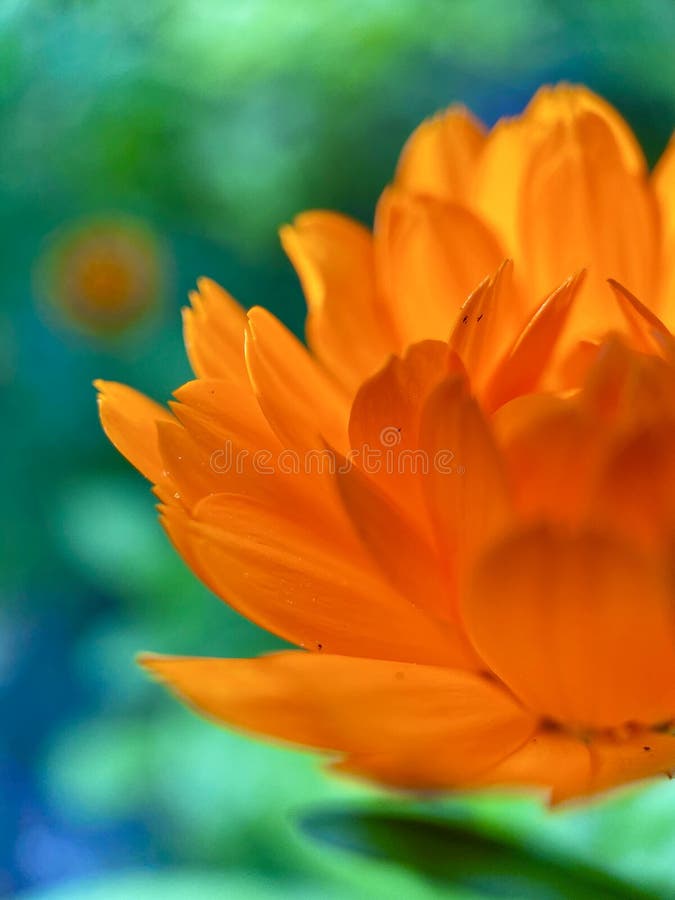 Macro View of Calendula Orange Flower Background or Wallpaper. Stock ...
