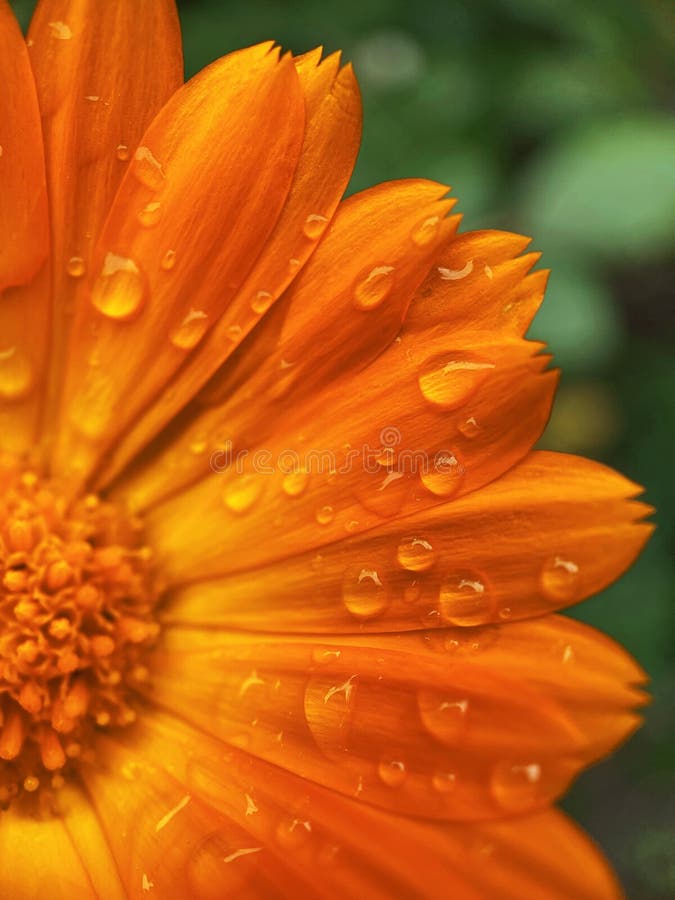 Macro View of Calendula Orange Flower with Dew Drops Background or ...