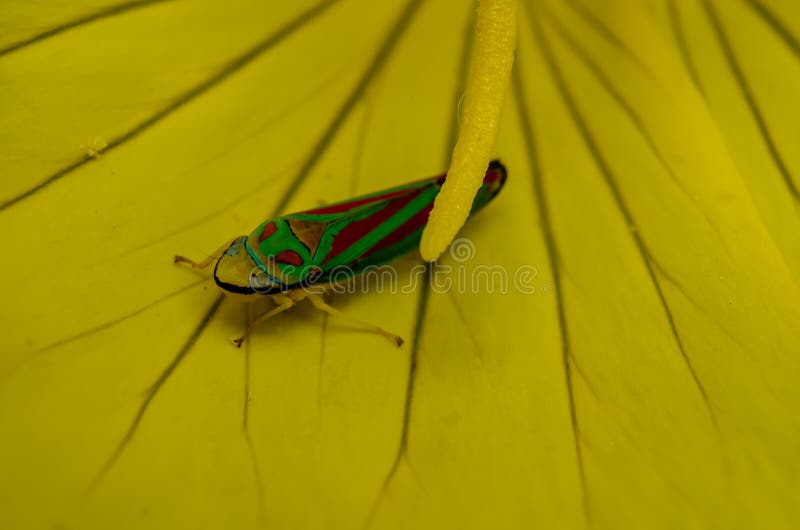 Macro View Candy Striped Leafhopper Insect Stock Photos - Free ...