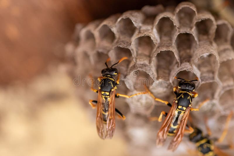 Macro View Capturing the Beginning Stages of a European Wasp Colony ...