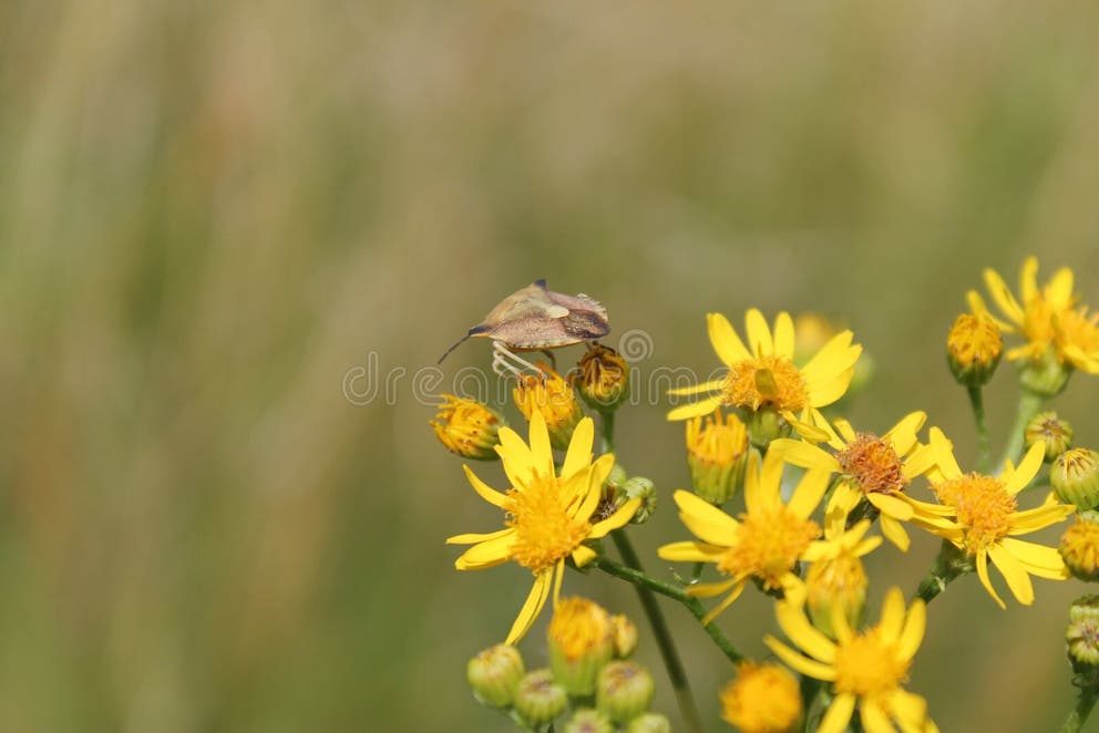 Macro View of a Carpocoris Fuscispinus on Senecio Flaccidus Flowers ...