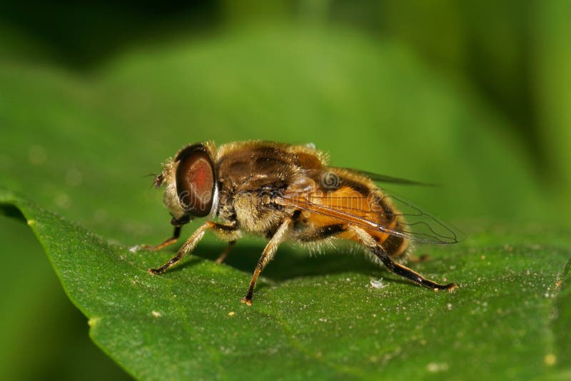 Macro View of Caucasian Fluffy Fly Fly Hoverfly on Leaf Stock Image ...