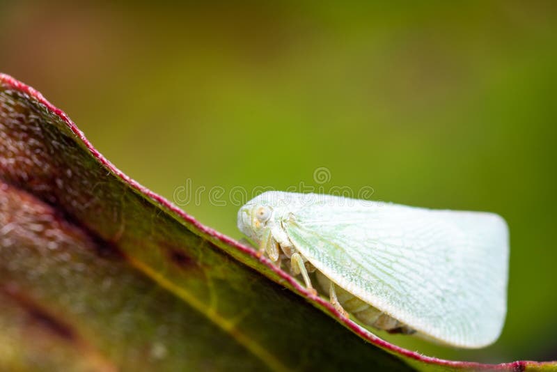 Macro View of a Citrus Flatid Planthopper Perched on the Edge of a Leaf ...