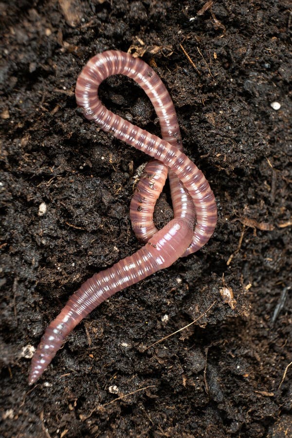 Fetida Body Texture Stock Photos - Free & Royalty-Free Stock Photos from Dreamstime