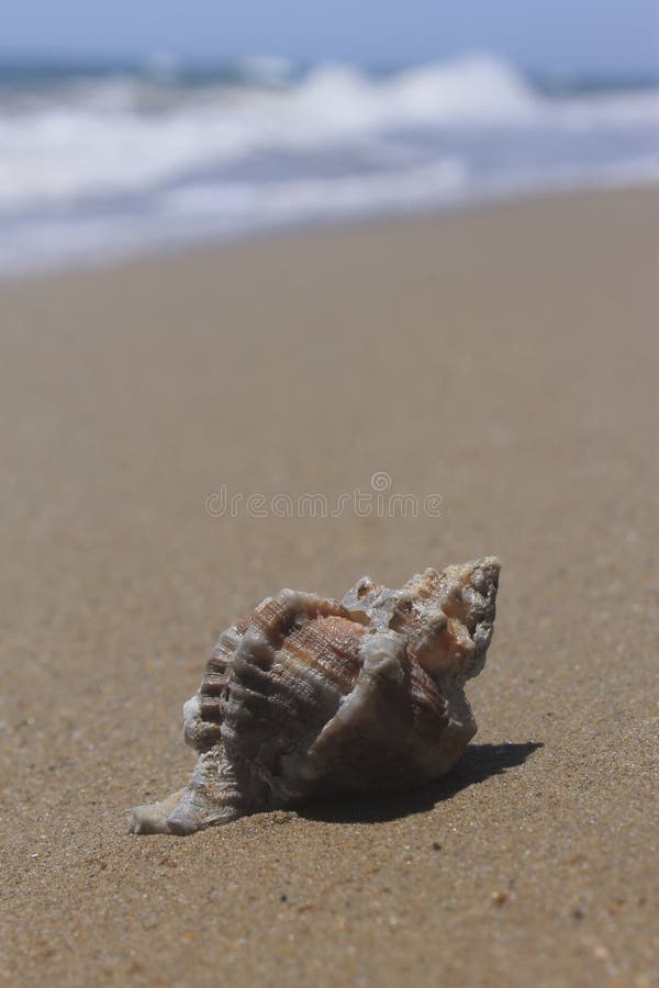 Macro View, Conch Shell on Sand, Mediterranean Beach. Stock Photo ...
