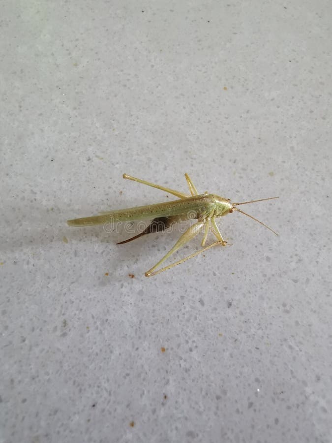 Macro View of a Dead Insect Green Grasshopper Stock Photo - Image of ...