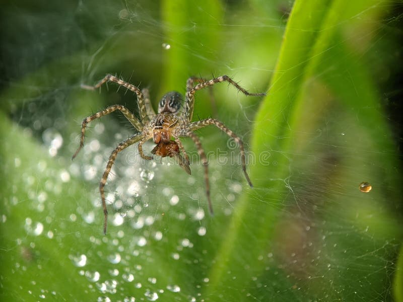 Diving Bell Spider