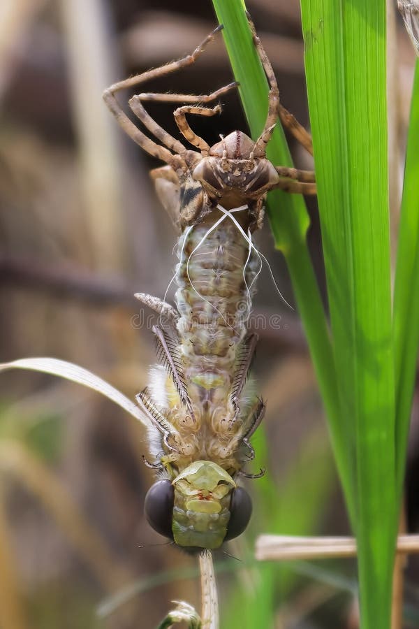 Macro View of a Dragonfly Hatching from a Nymph Stock Photo - Image of ...